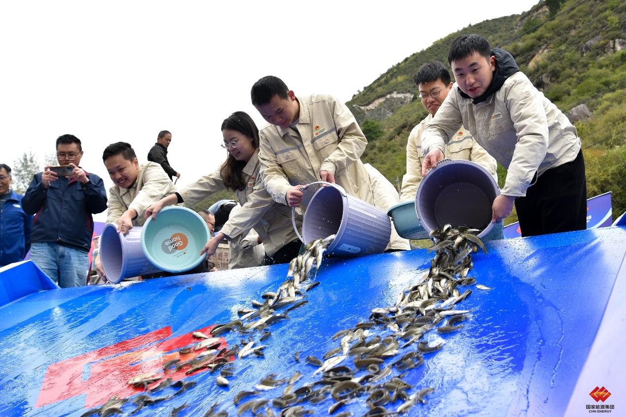 850,000 Rare Fish Fry Released into Dadu River